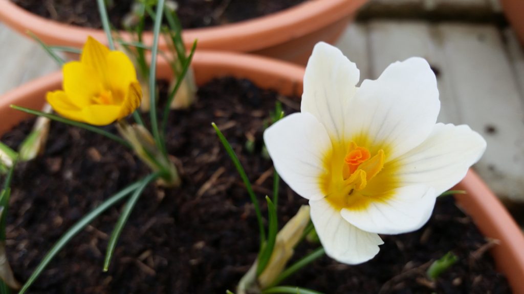 crocus - St John's Plant Centre